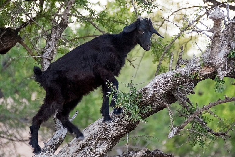 High Res Tree Goats